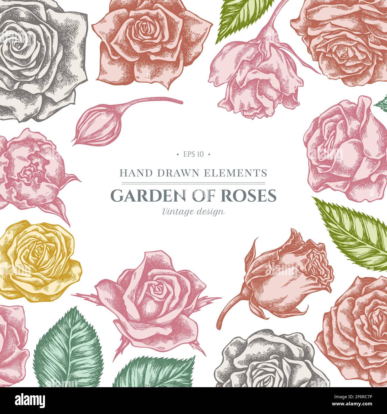 Floral design with pastel roses Stock Vector Image & Art - Alamy