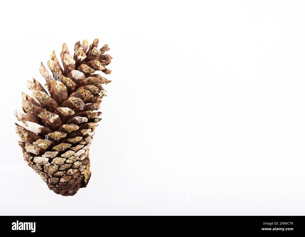 Pine Cone isolated on white background - Pinus patula Stock Photo - Alamy