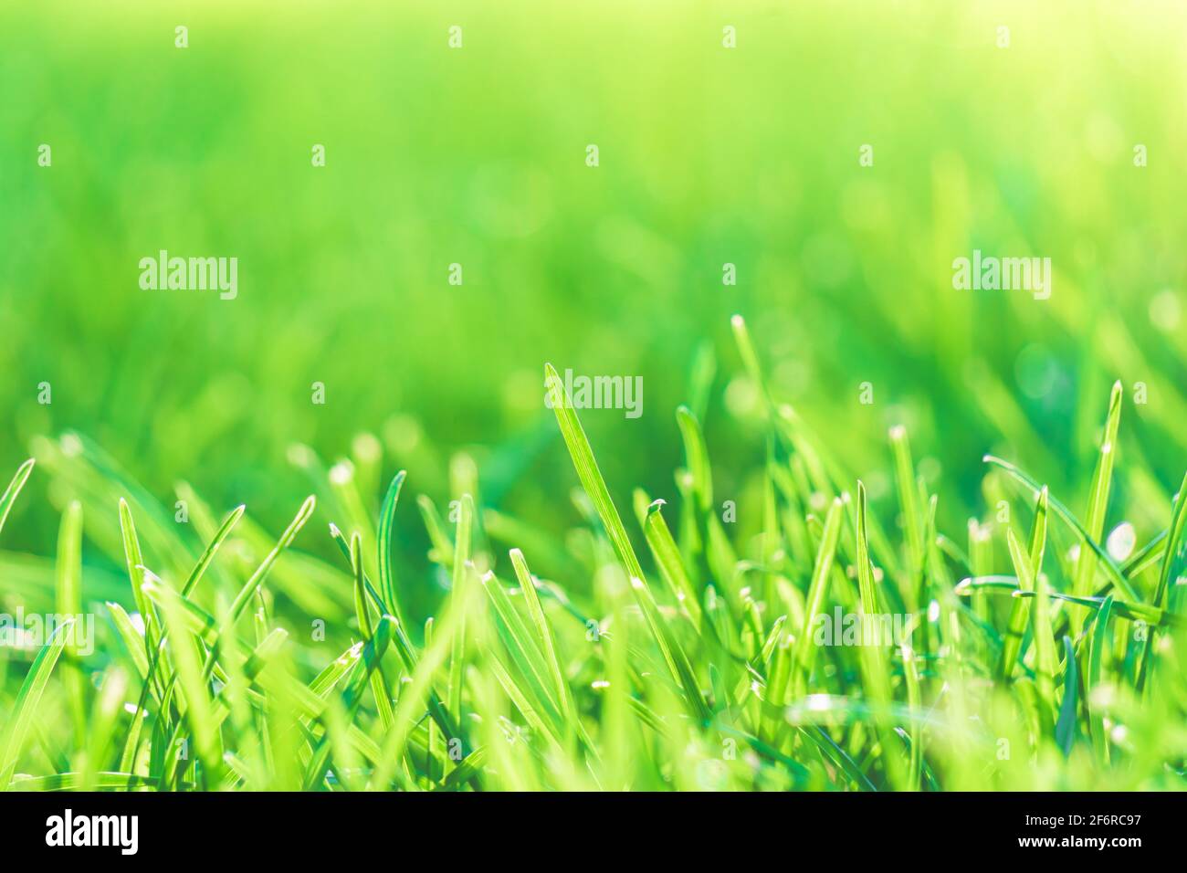 Fresh nature background with green grass. Natural and blurry bokeh ...