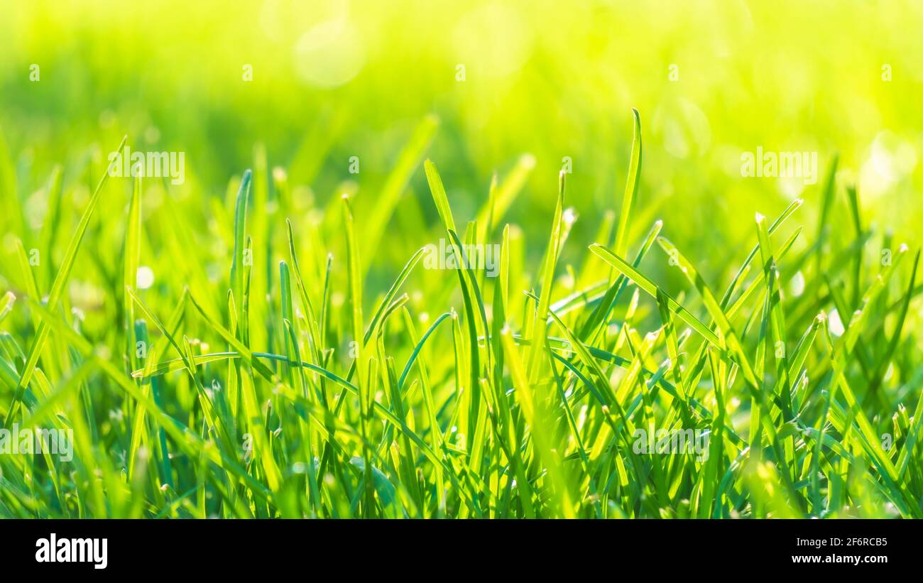 Blurry field of grass background hi-res stock photography and images ...