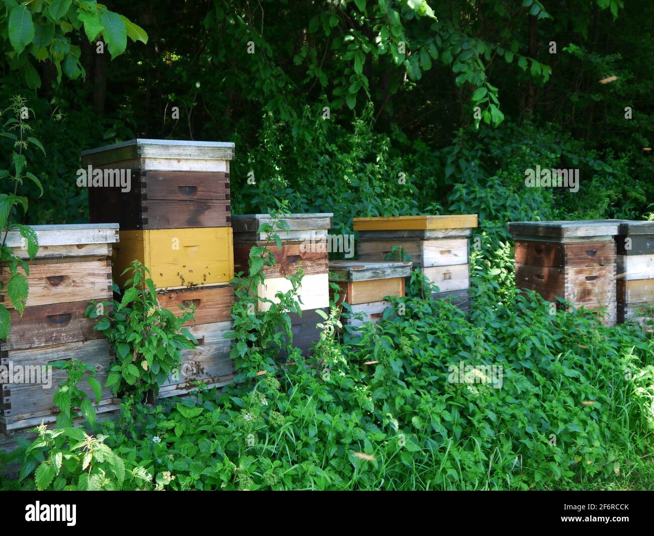 Group of hives hi-res stock photography and images - Alamy