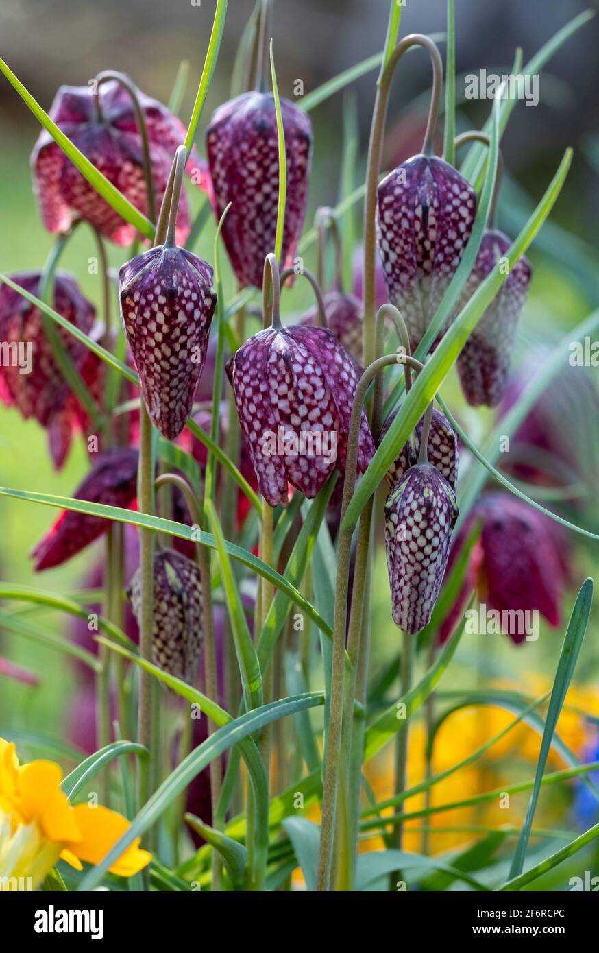 Purple Snake's Head Fritillary flowers catch the sun. They grow in the ...