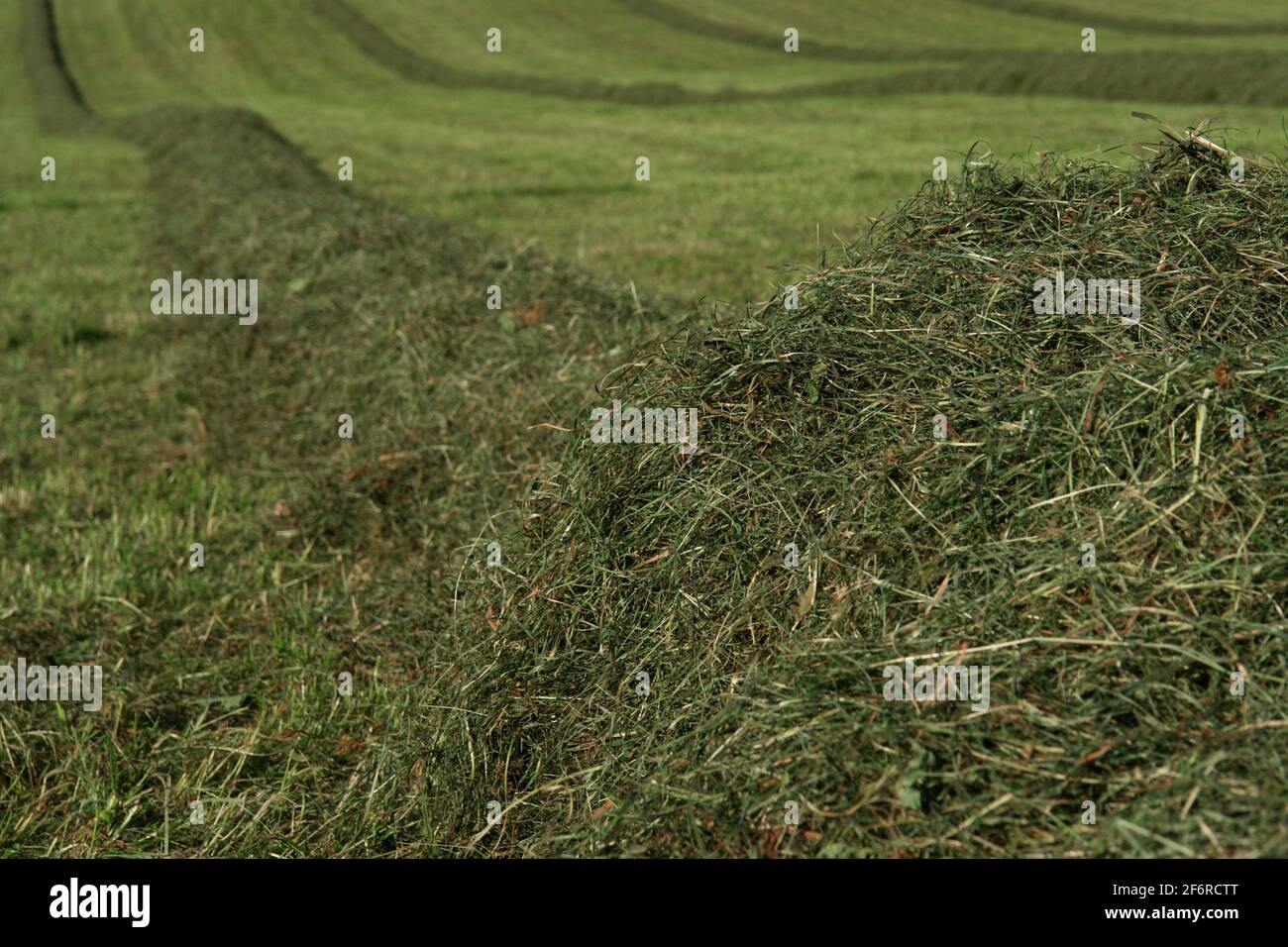 Windrows hi-res stock photography and images - Alamy