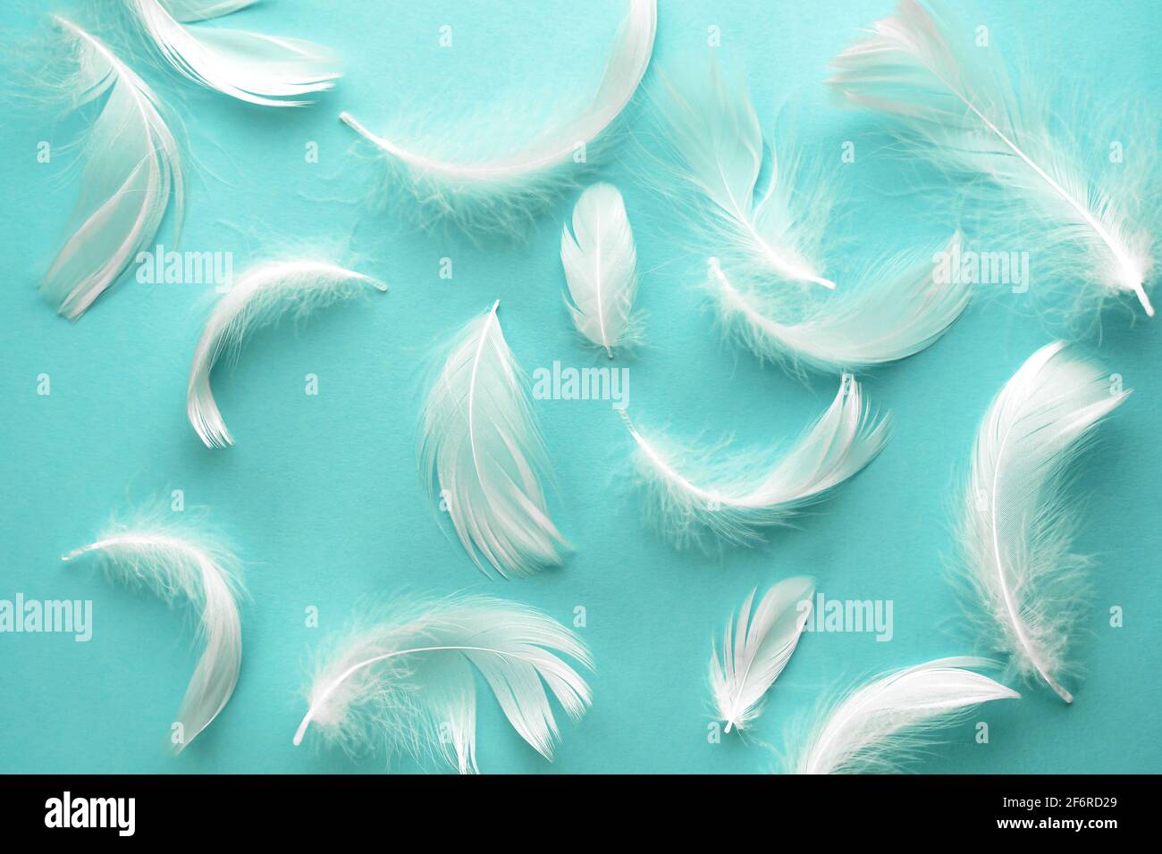 Delicate fluffy feathers on a pastel blue background. Tenderness gentle ...