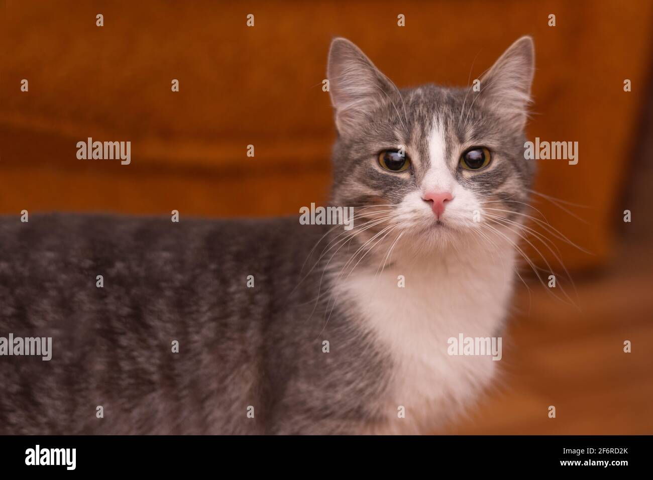 The cat has turned its head and is looking at the camera Stock Photo ...