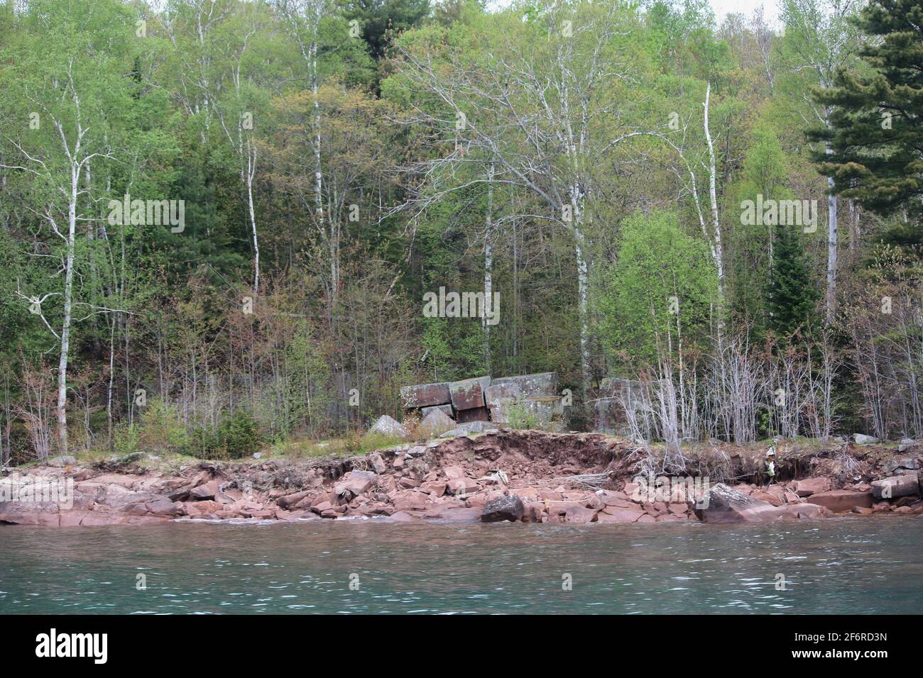 Birch trees trees wisconsin hi-res stock photography and images - Alamy