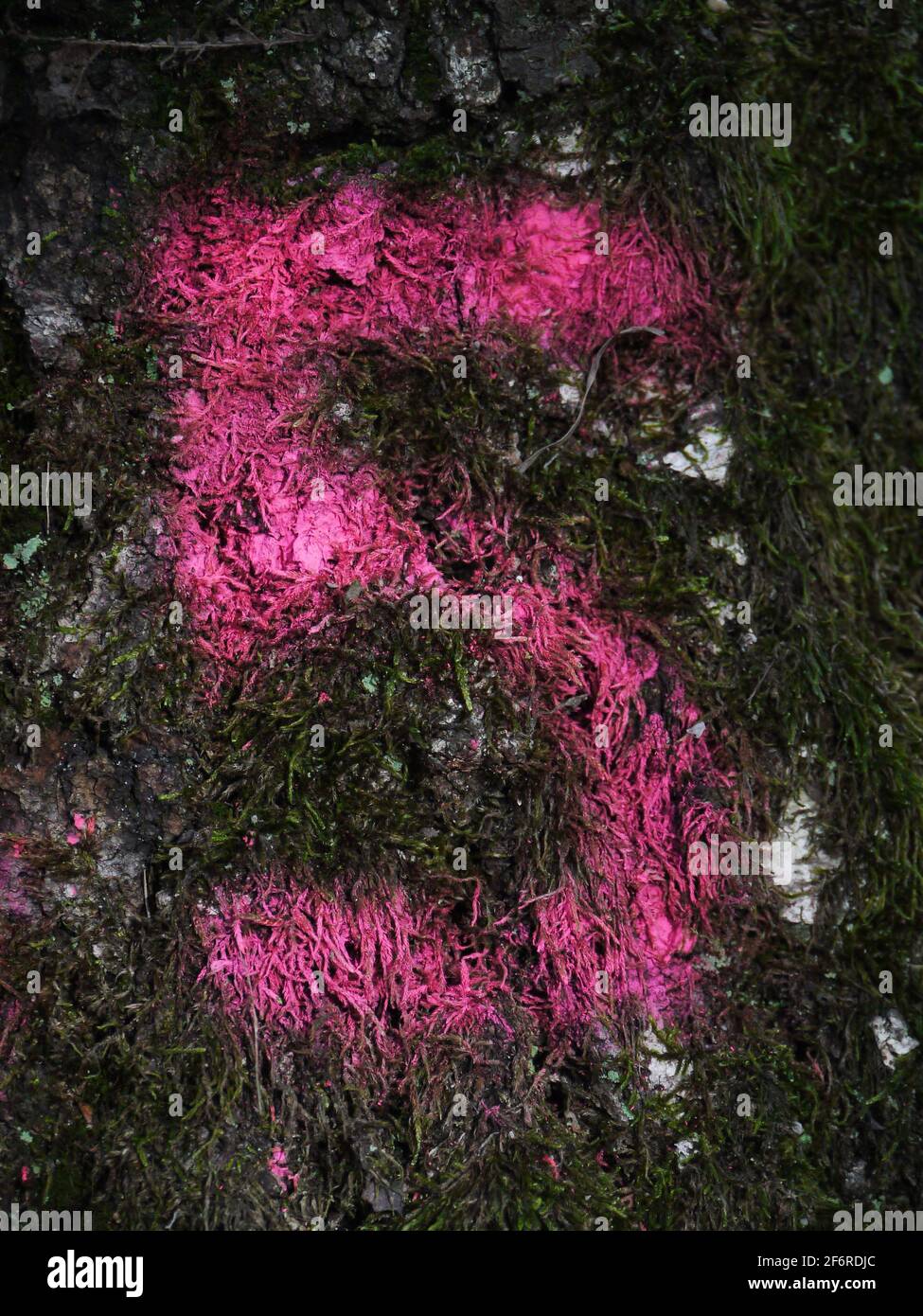 painted numbers on tree Stock Photo - Alamy