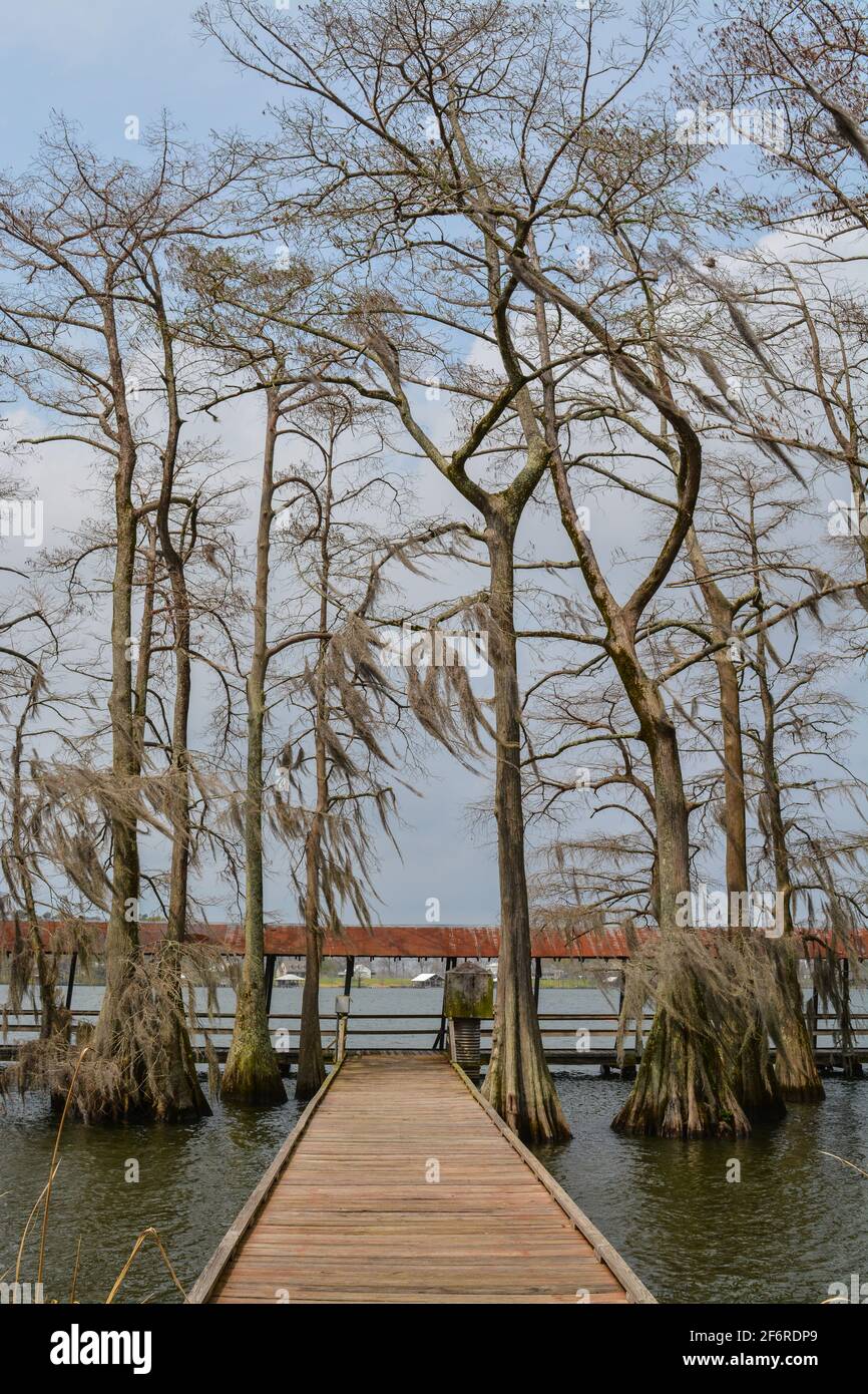 Moss draped Cypress trees in Lake Bruin on the Mississippi River at St ...