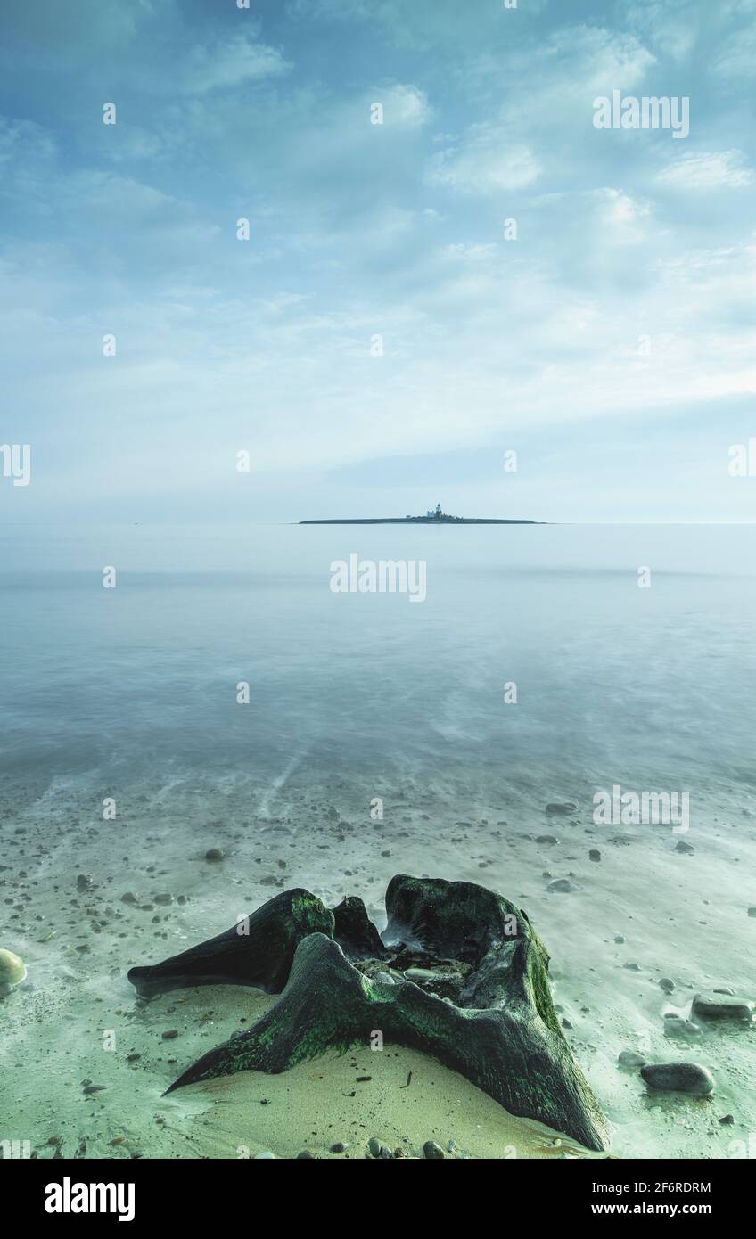 Doggerland forest hi-res stock photography and images - Alamy