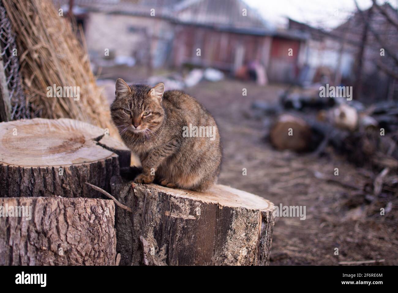 Cat on log hi-res stock photography and images - Alamy