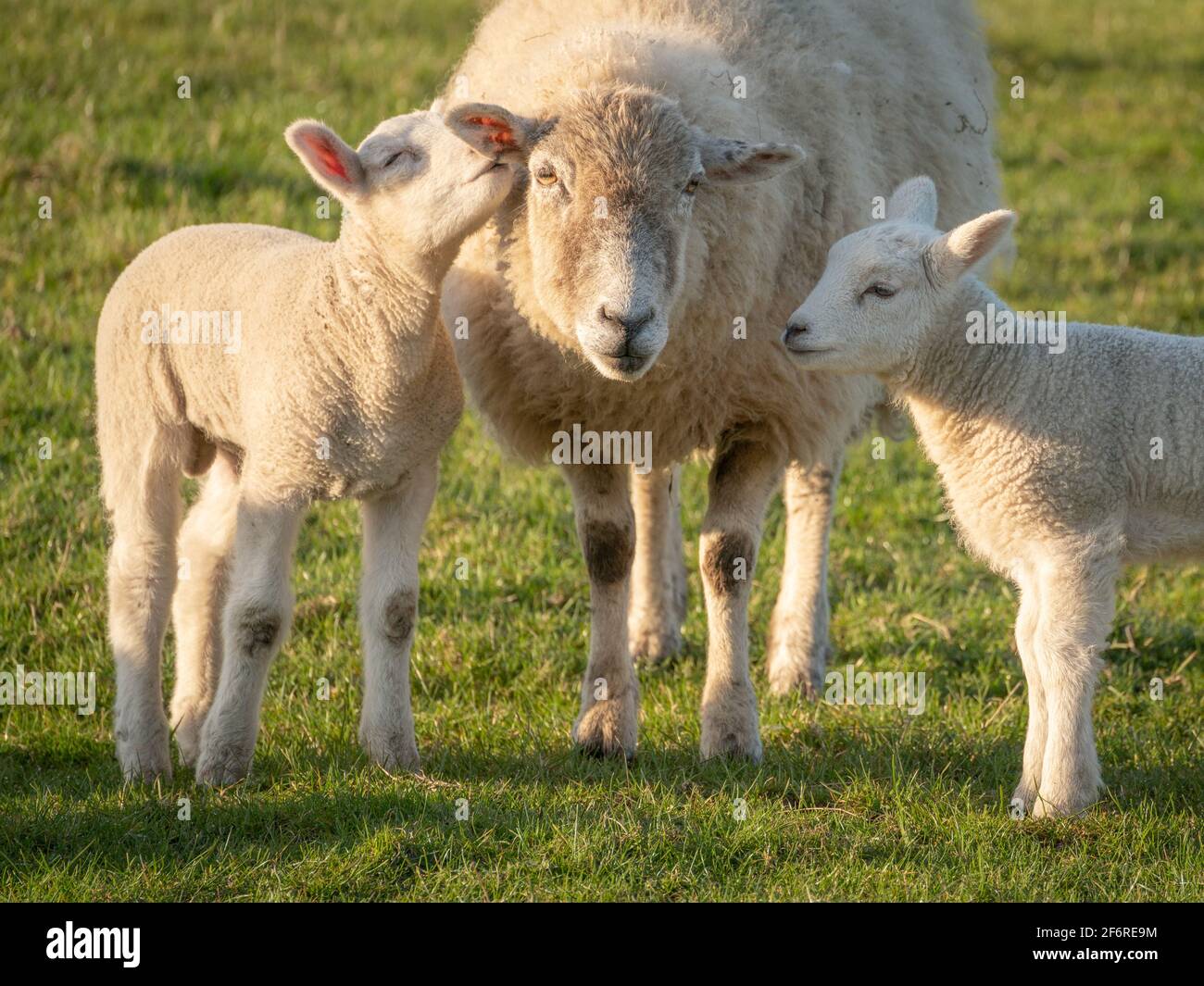 Lambs fields spring morning hi-res stock photography and images - Alamy