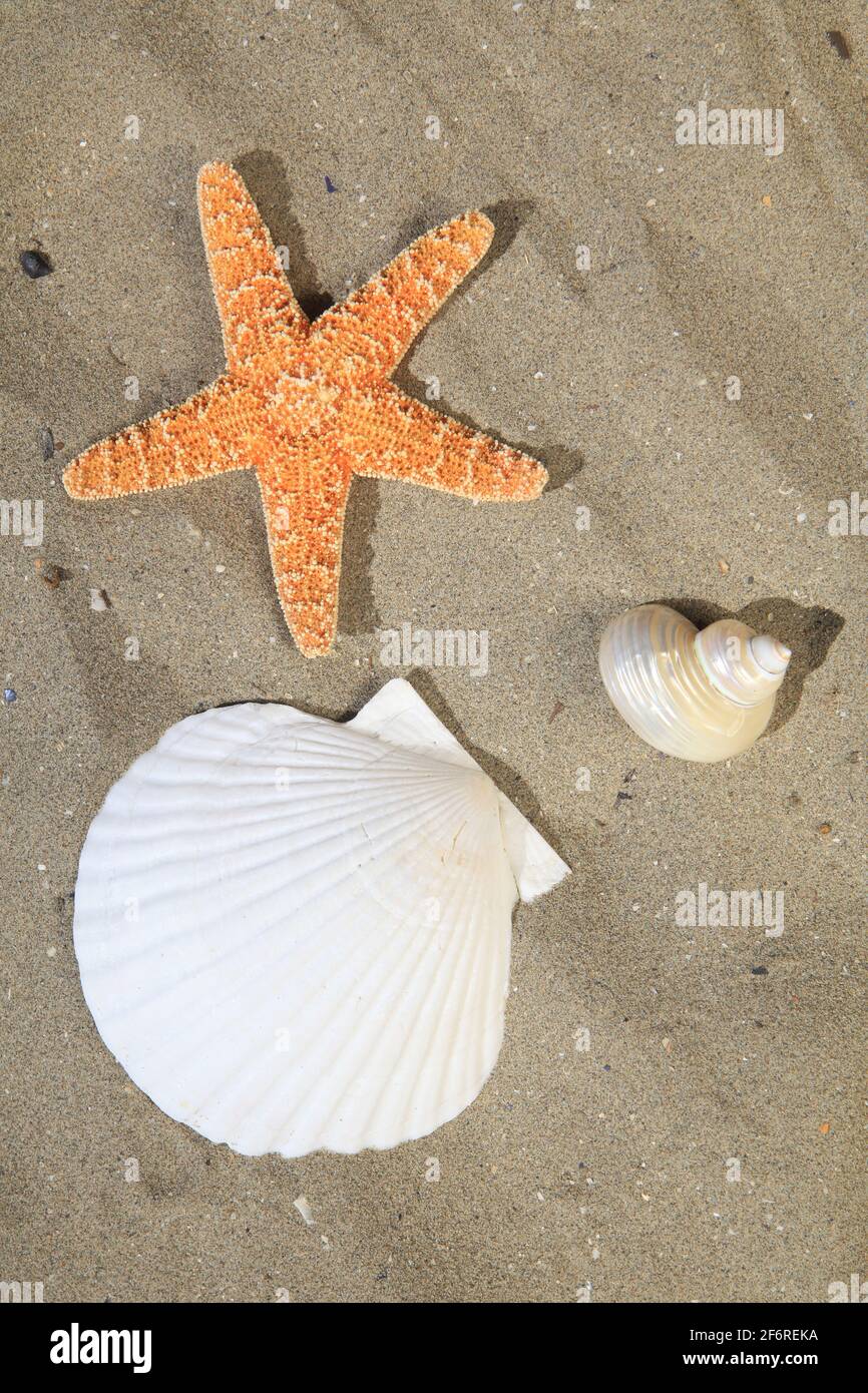 beach with starfish and seashells Stock Photo - Alamy
