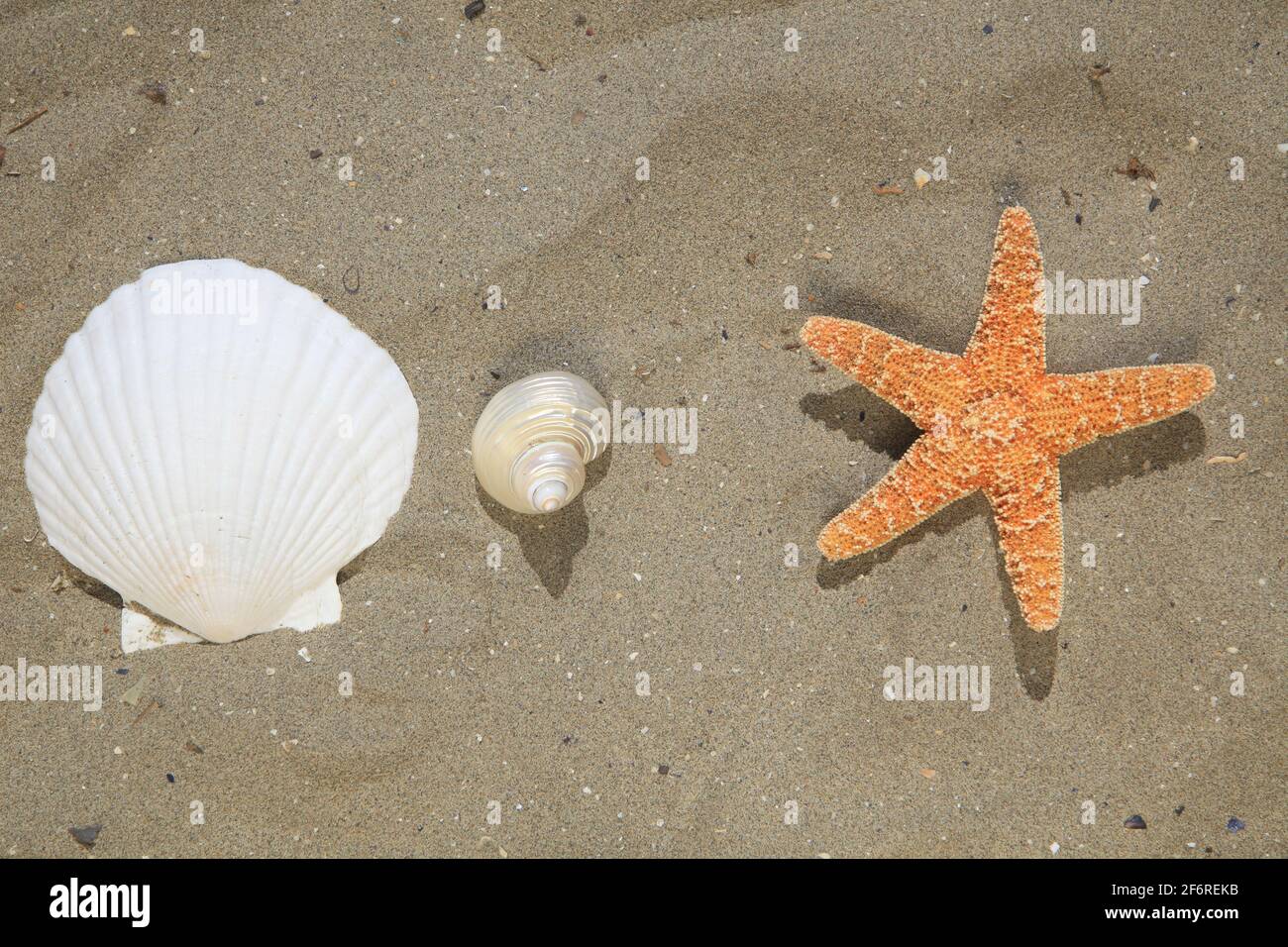 beach with starfish and seashells Stock Photo - Alamy