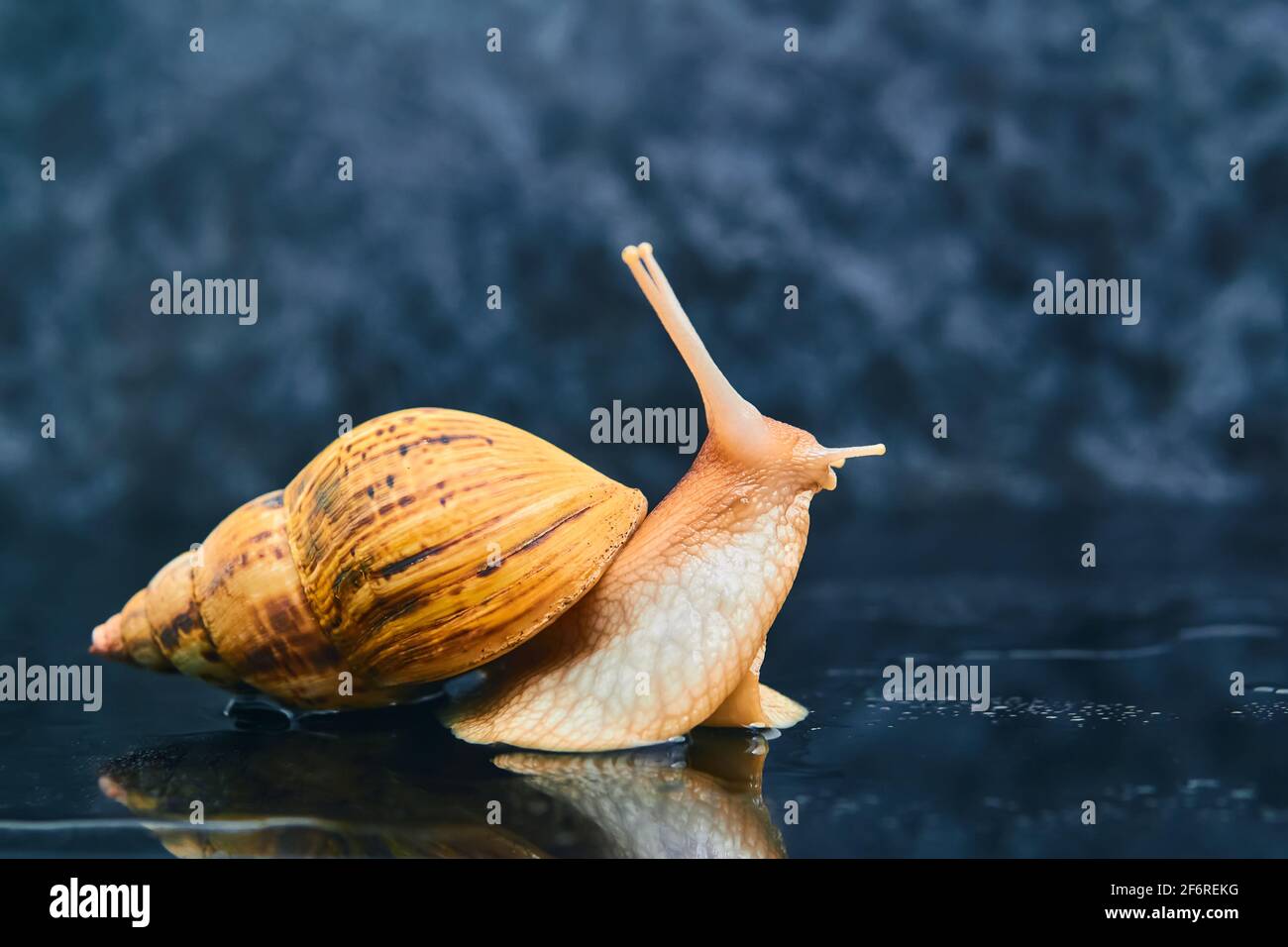 live snail stretches upward from a smooth black surface against a dark ...