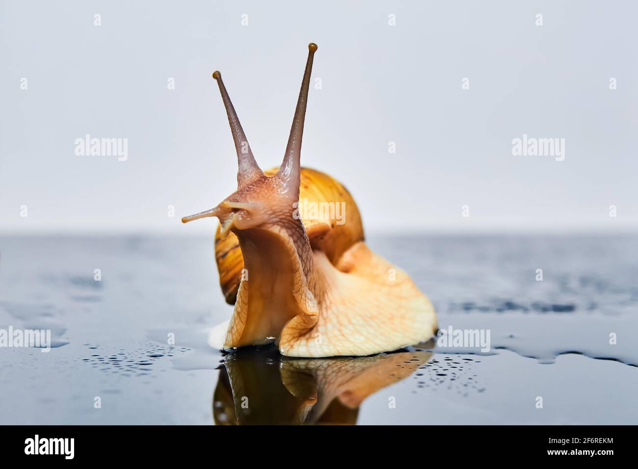 live snail stretches upward from a smooth wet surface against a light ...