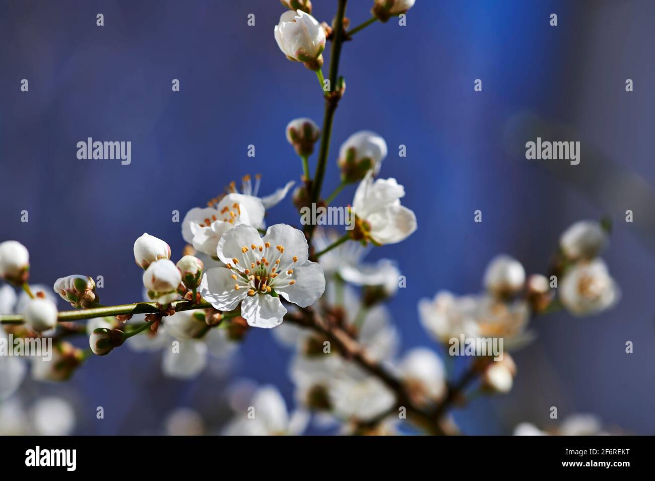 Spring impressions with fruit blossoms in the sunshine in front of a ...