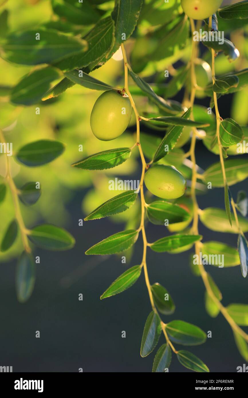 olive branch fresh Stock Photo - Alamy