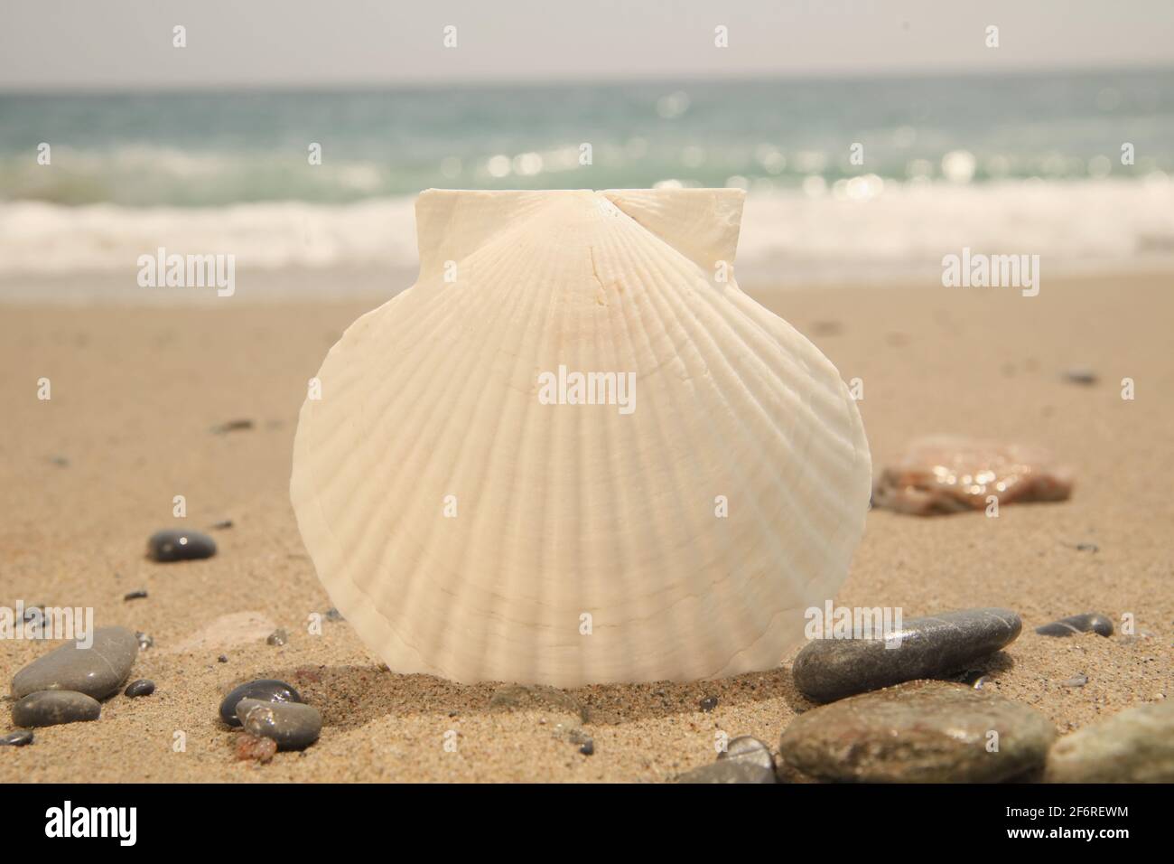 Shell on a sandy beach Stock Photo - Alamy