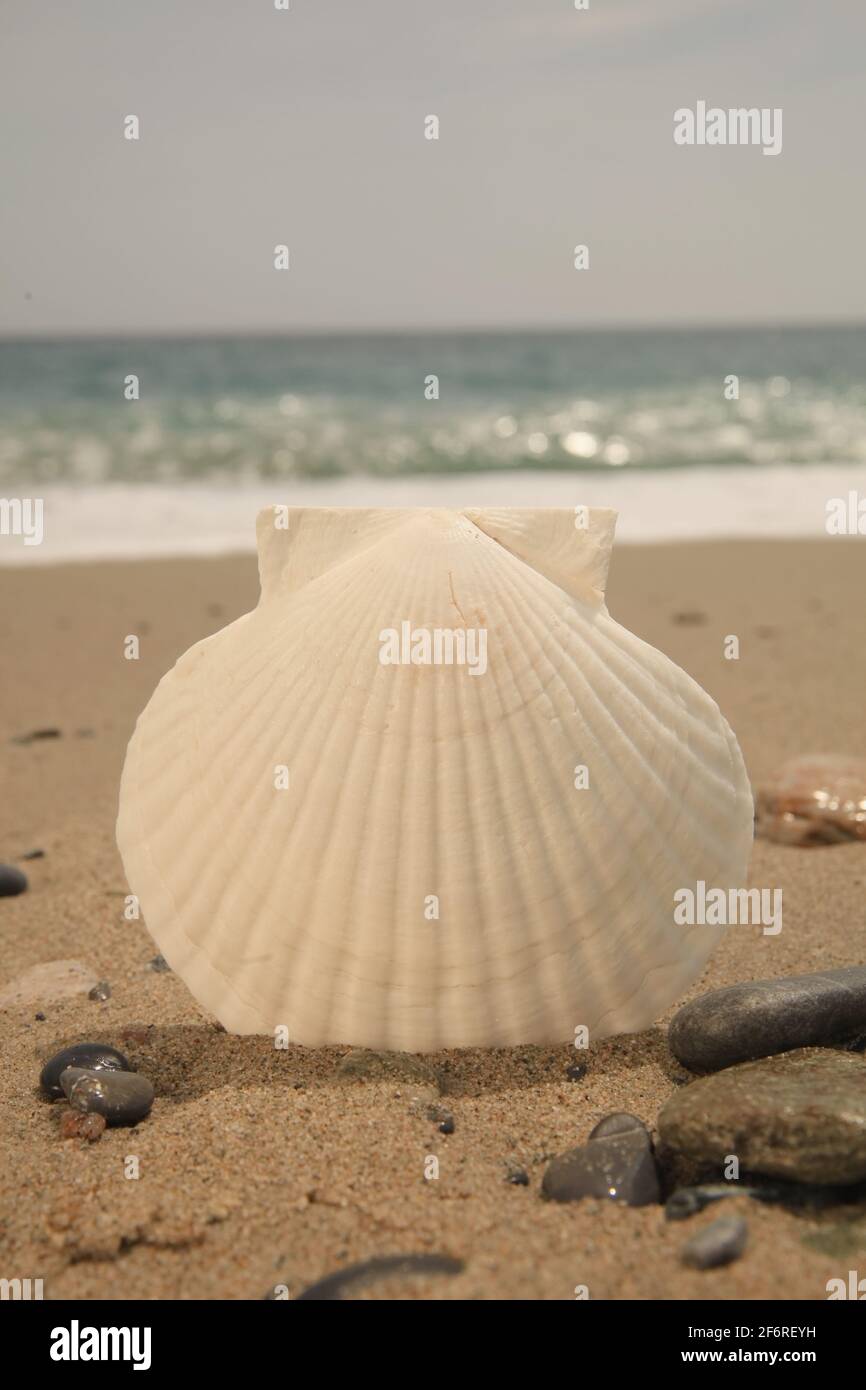 Shell on a sandy beach Stock Photo - Alamy