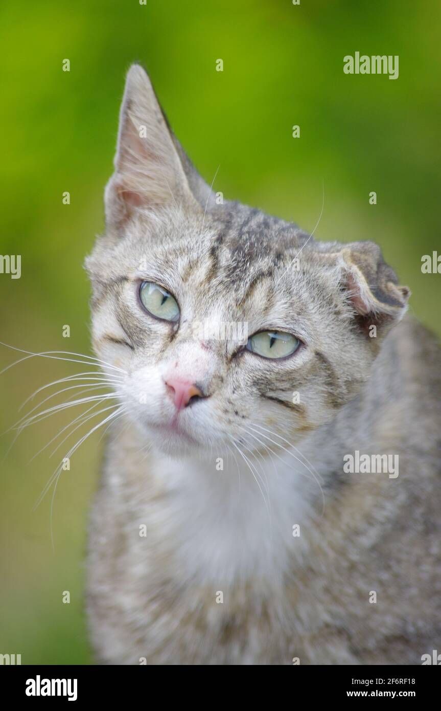 Cat ear injured pet hi-res stock photography and images - Alamy