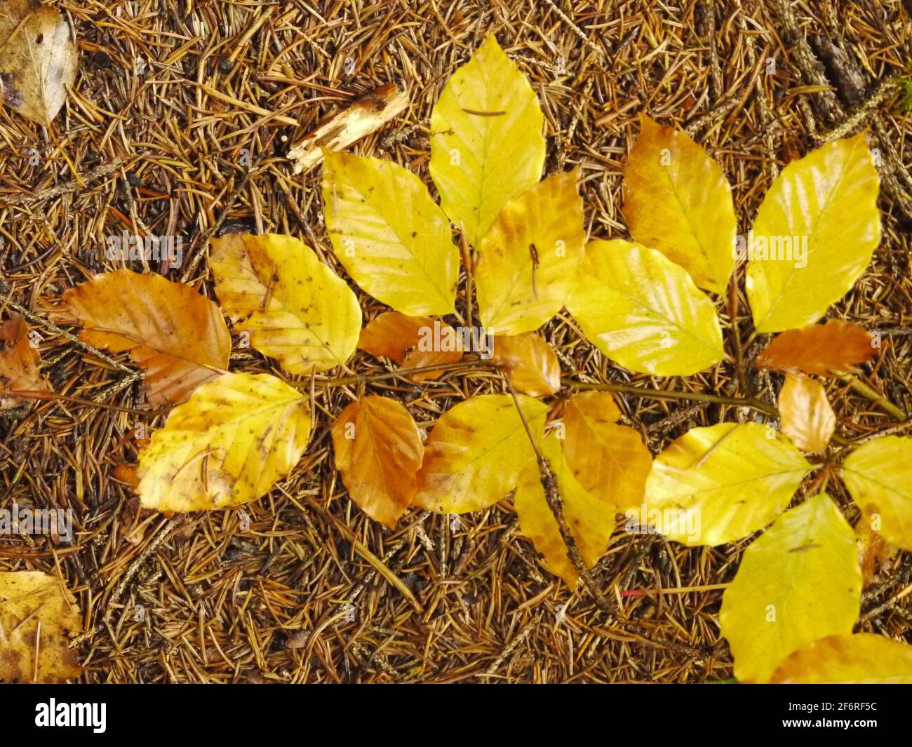 Sycamore leaf with fall colors hi-res stock photography and images - Alamy