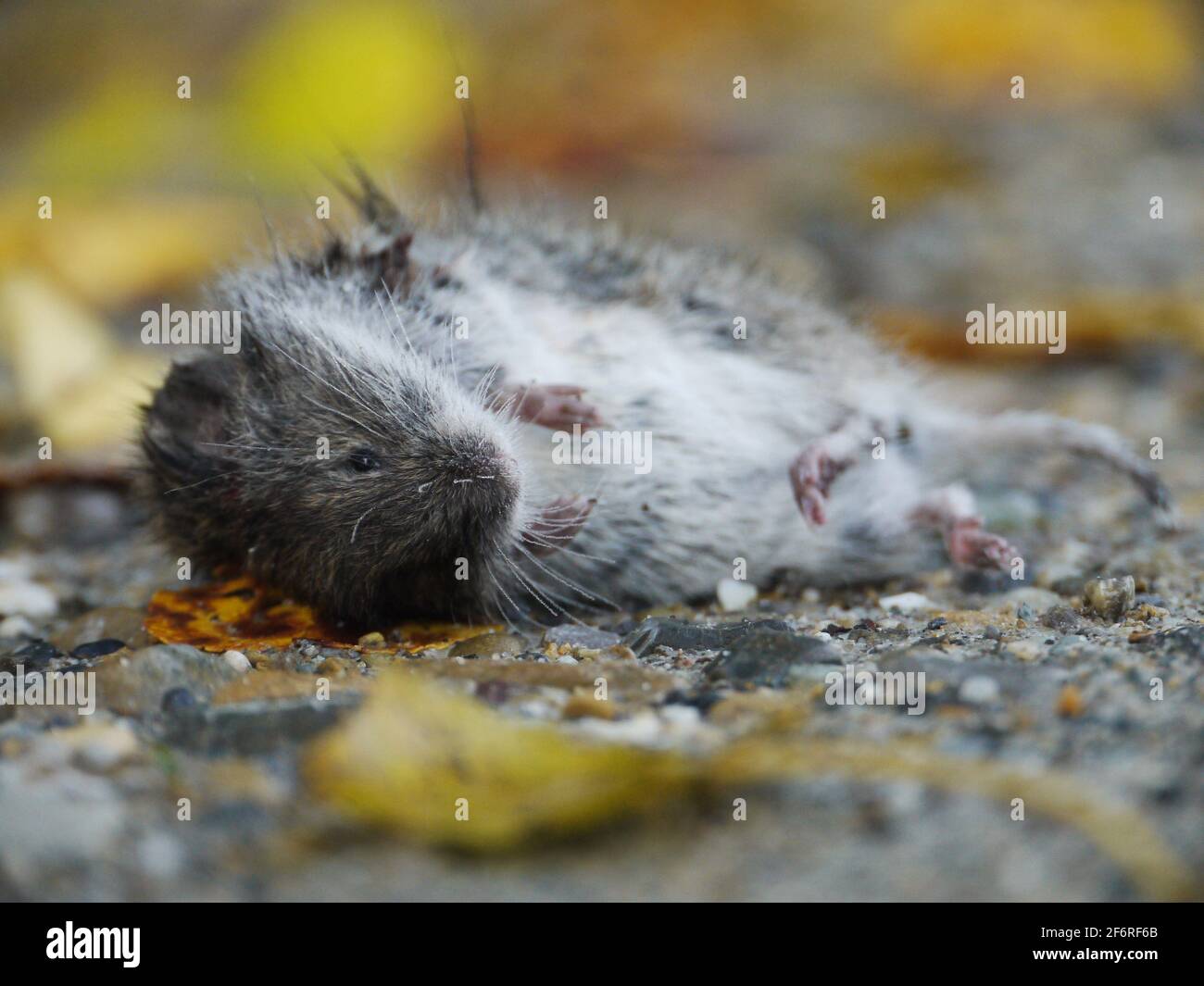 Death of mouse hi-res stock photography and images - Alamy
