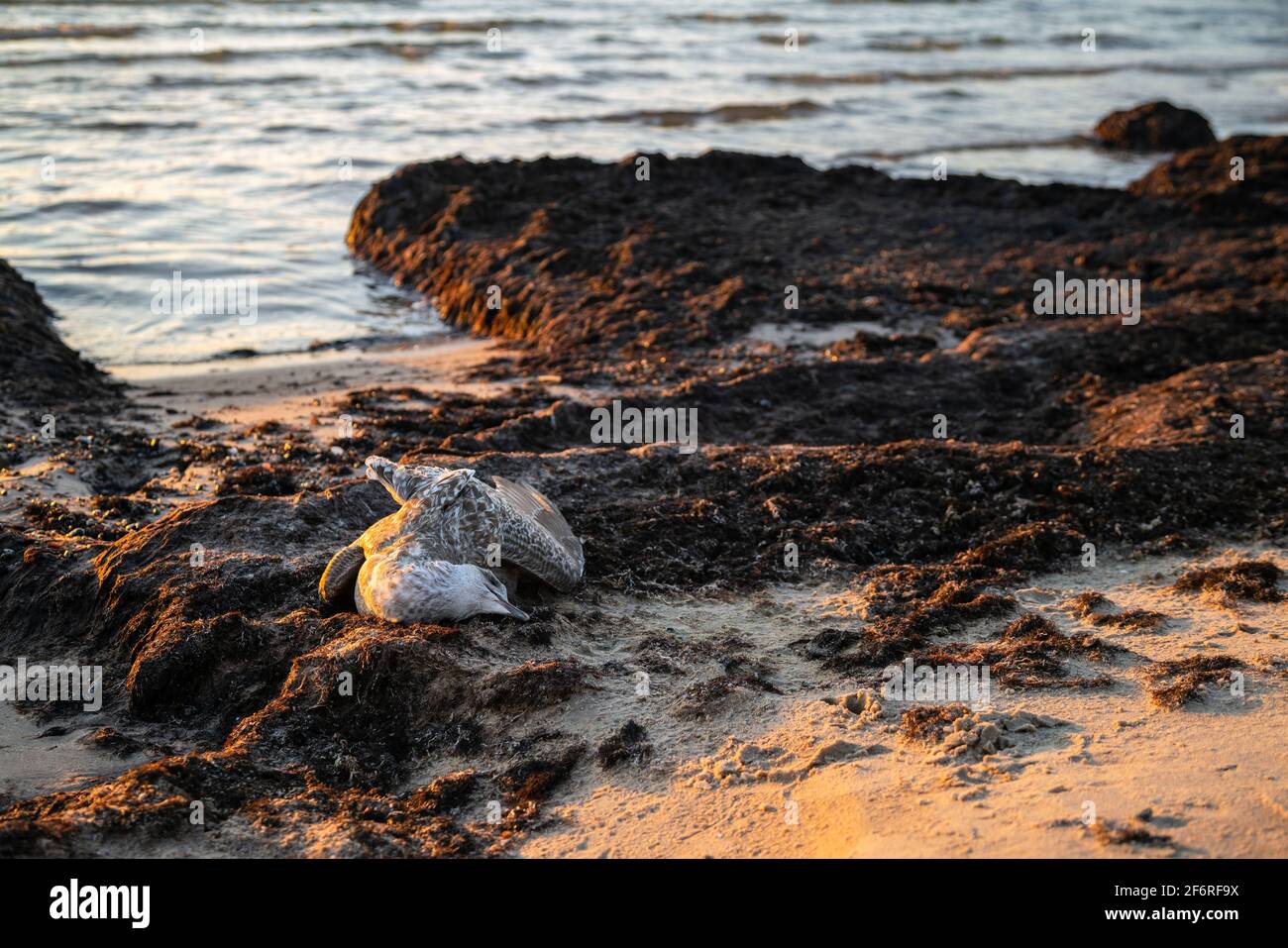 Dead seagull washed up on the sea shore at sunset. Dead sea bird laying ...