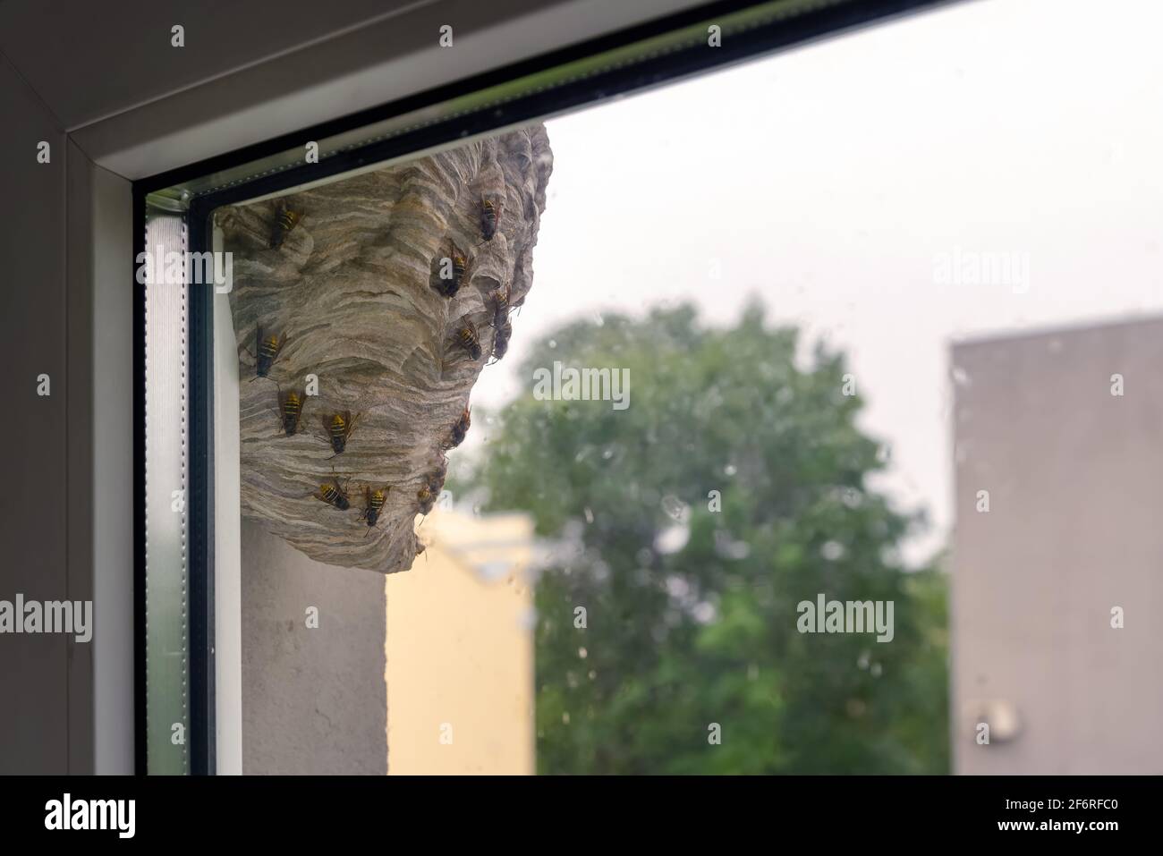 Bee hive on the rock hi-res stock photography and images - Alamy