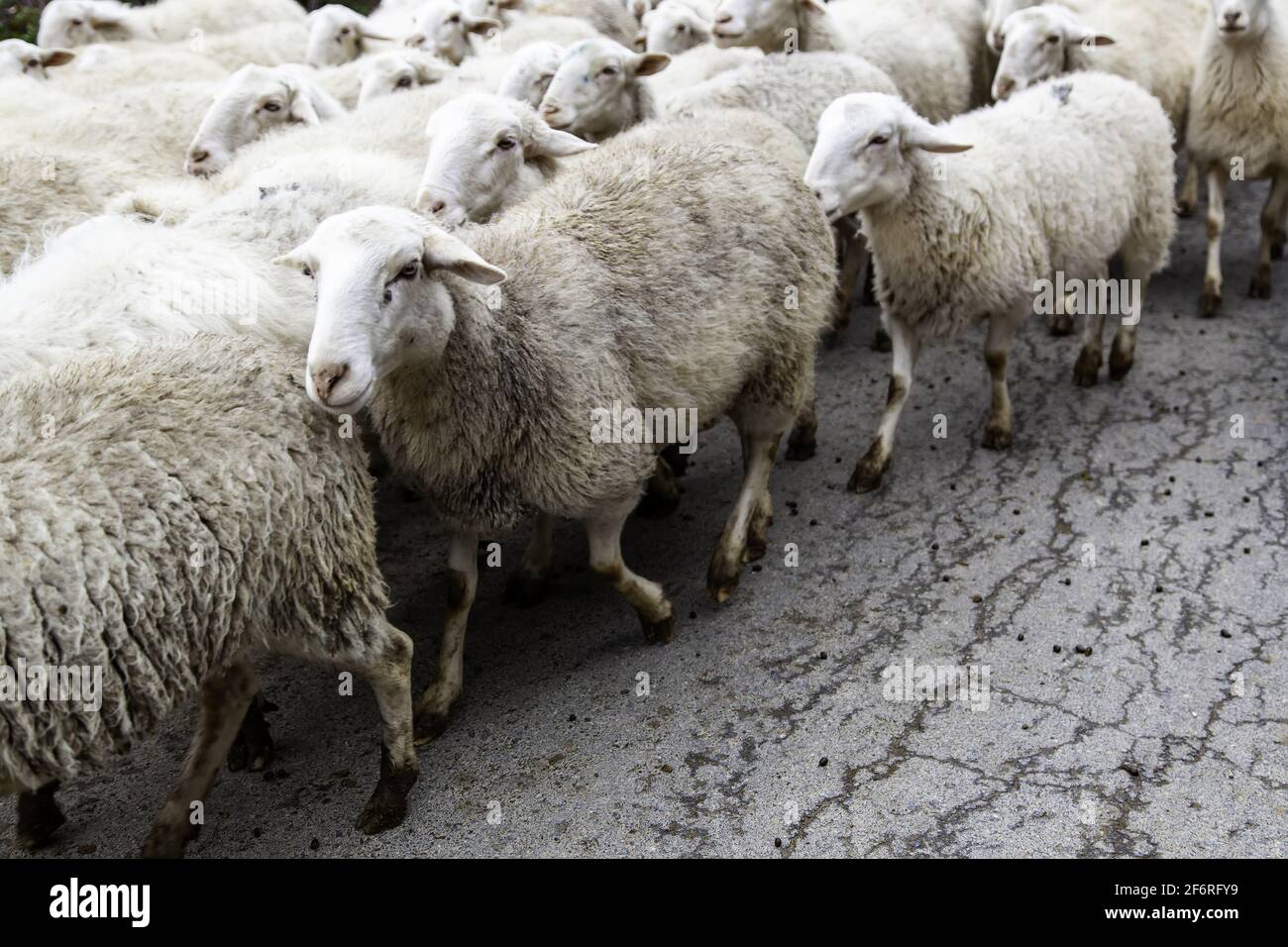 Flock of sheep in field, free farm animals, rancher Stock Photo - Alamy