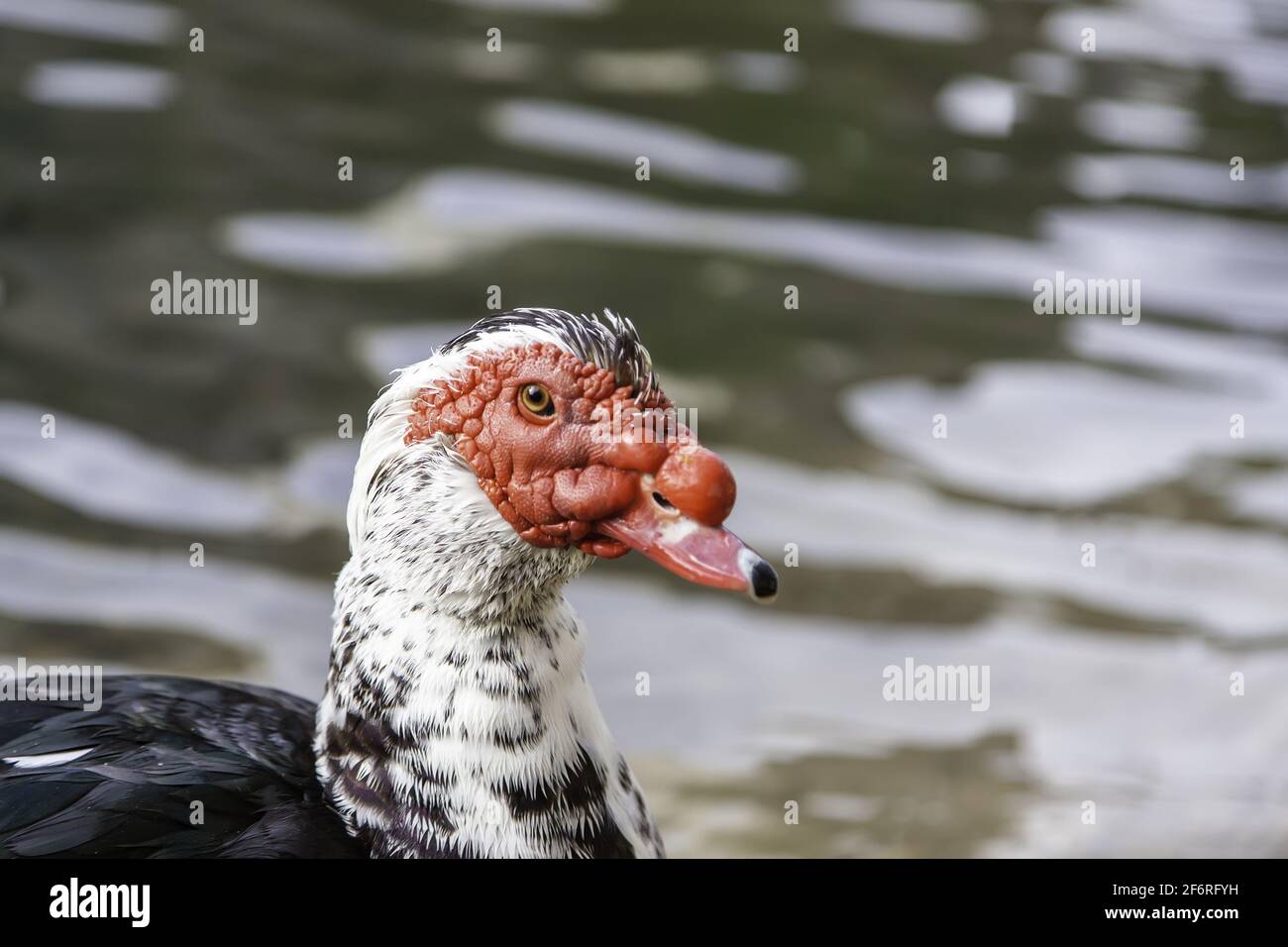Creole duck in pond, wild birds in river, nature Stock Photo - Alamy