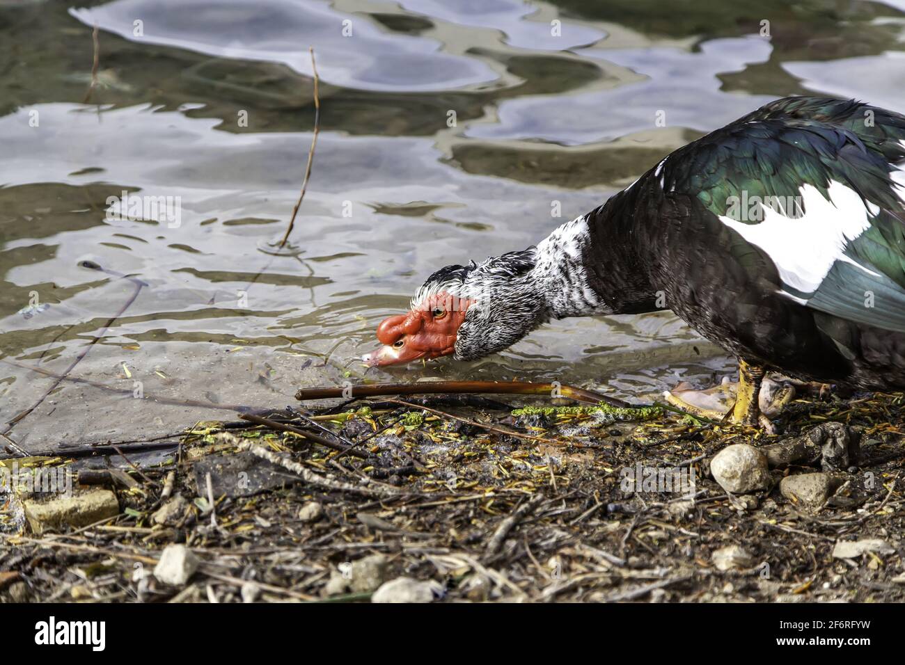 Creole duck in pond, wild birds in river, nature Stock Photo - Alamy