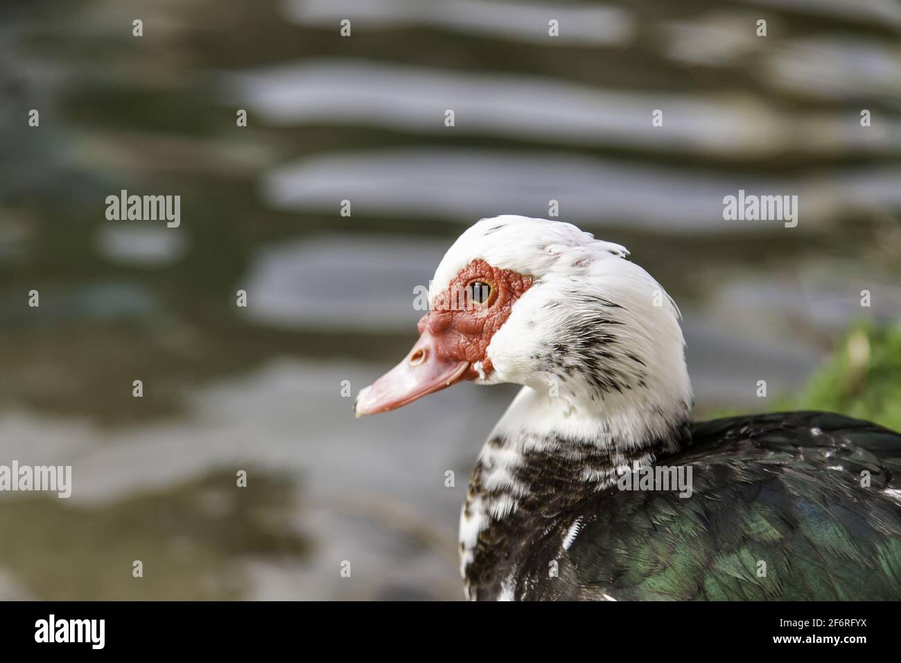 Creole duck in pond, wild birds in river, nature Stock Photo - Alamy
