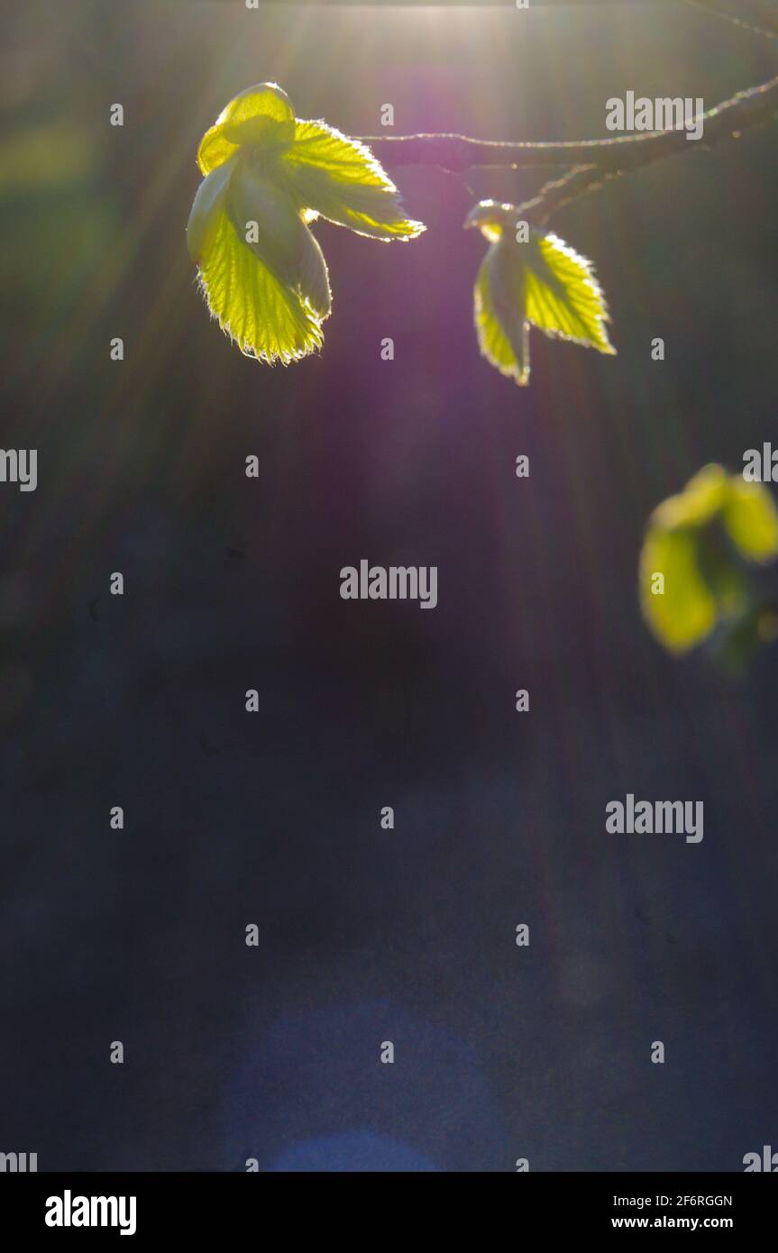 Spring bud. Composition of nature Stock Photo - Alamy