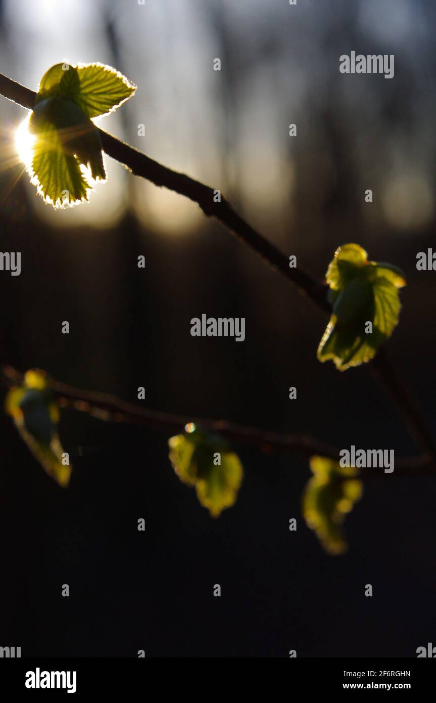 Spring bud. Composition of nature Stock Photo - Alamy
