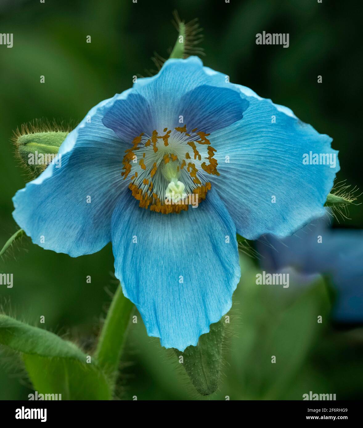 Bloom petals delicate hi-res stock photography and images - Alamy