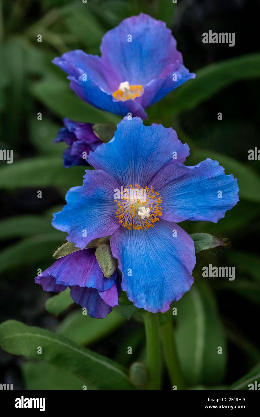 Bloom petals delicate hi-res stock photography and images - Alamy