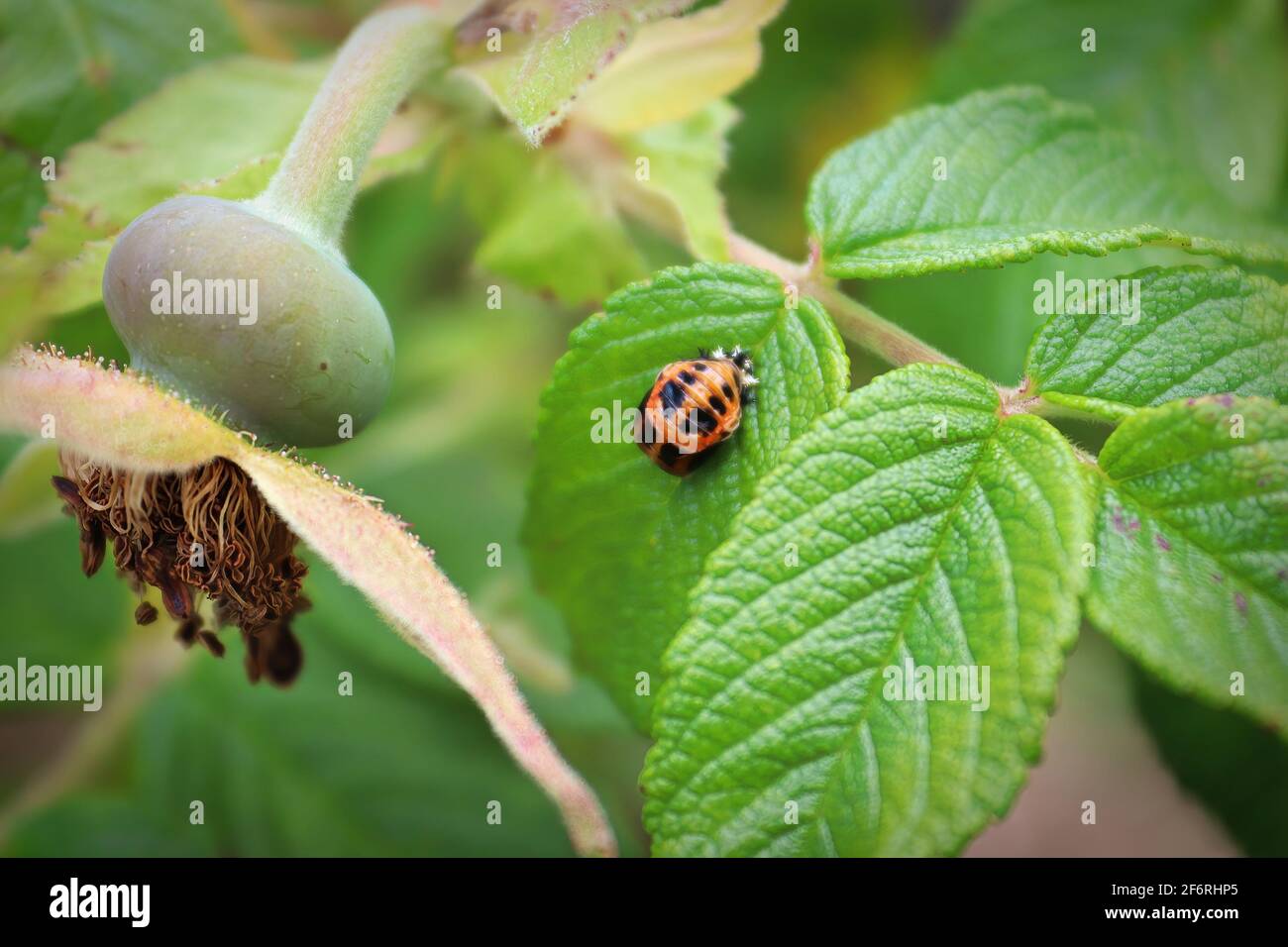 A ladybug pupa on a wild rose bush leaf Stock Photo - Alamy