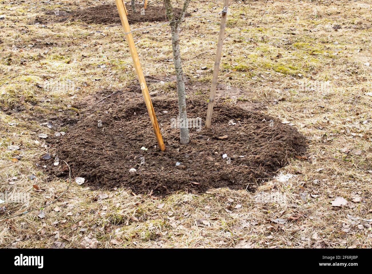 Planted tree with support in the park close up Stock Photo - Alamy