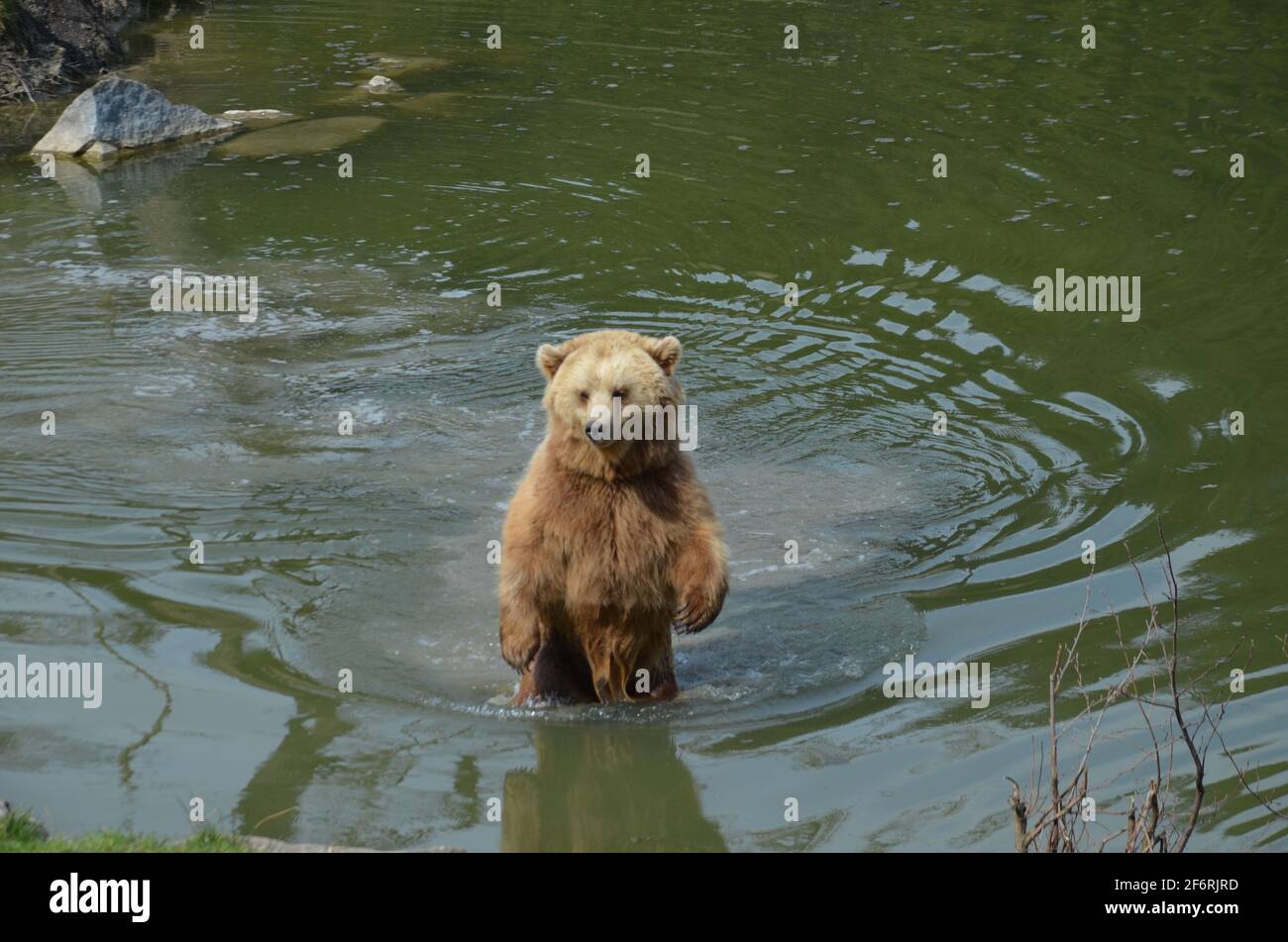 grizzly bears in nature Stock Photo - Alamy