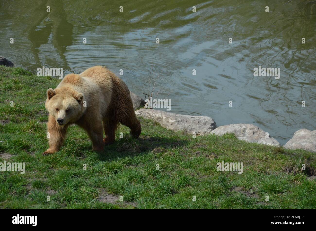 grizzly bears in nature Stock Photo - Alamy