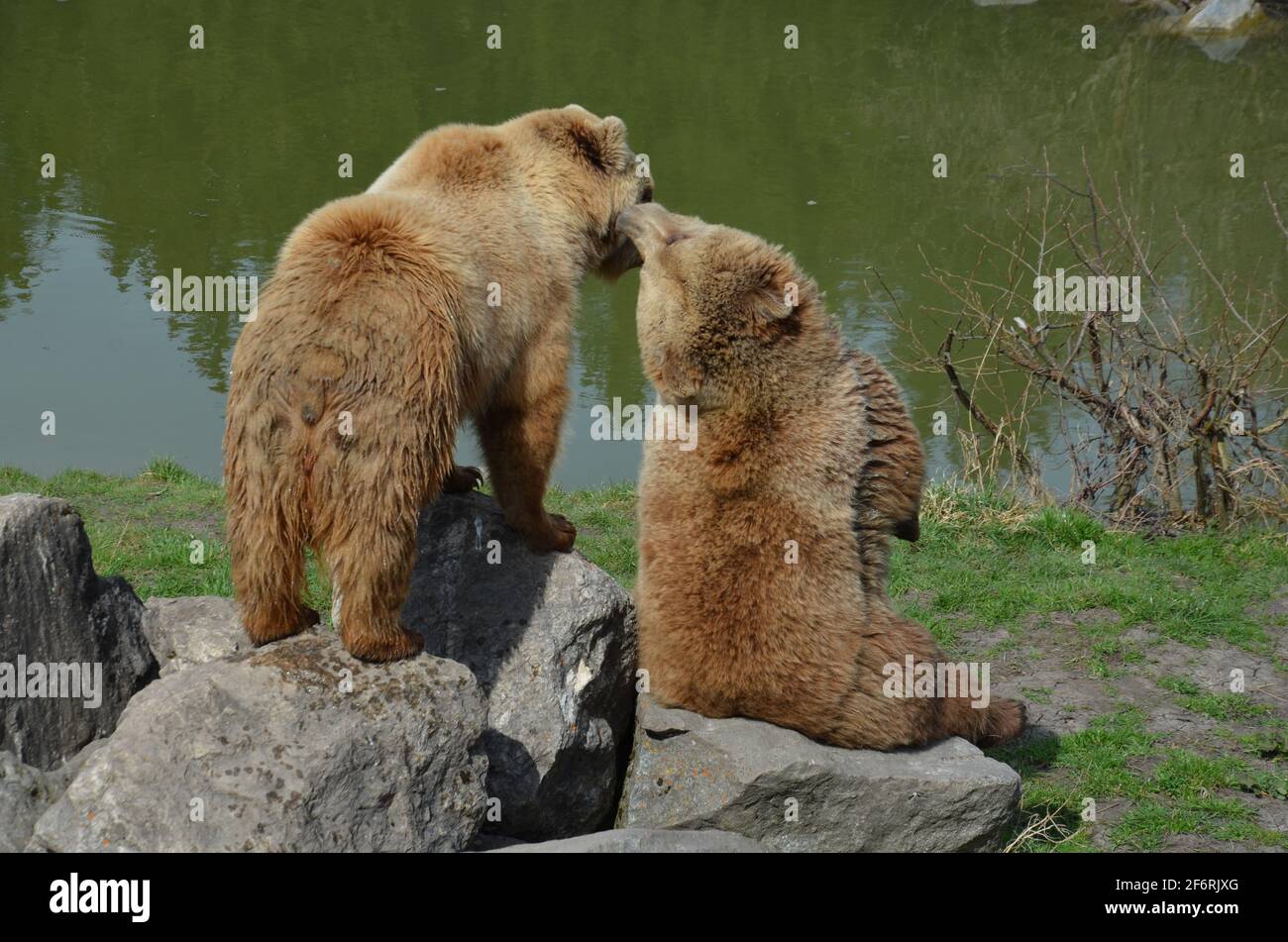 grizzly bears in nature Stock Photo - Alamy