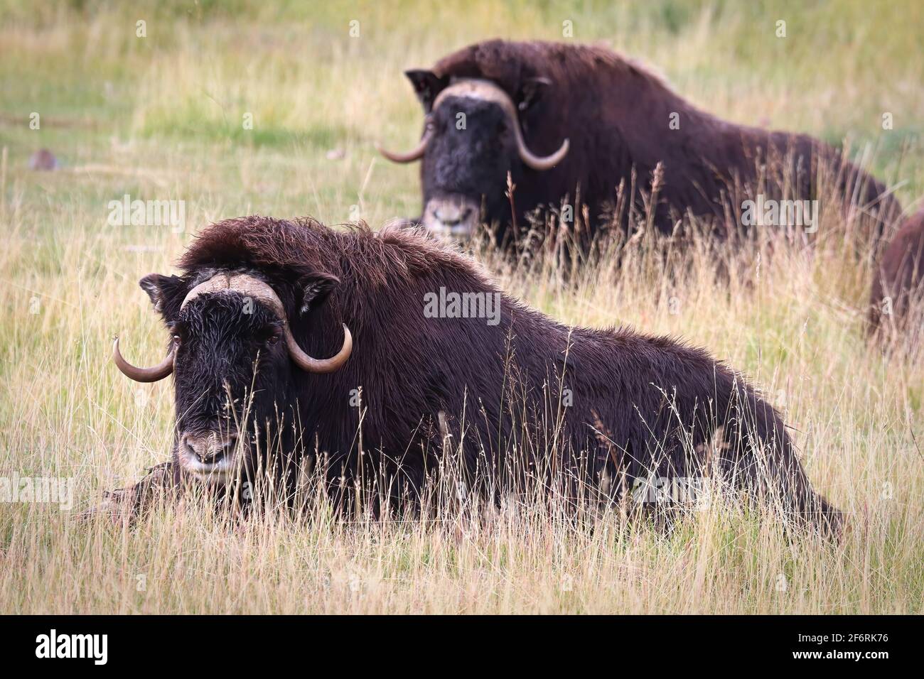 Muskoxen hi-res stock photography and images - Alamy