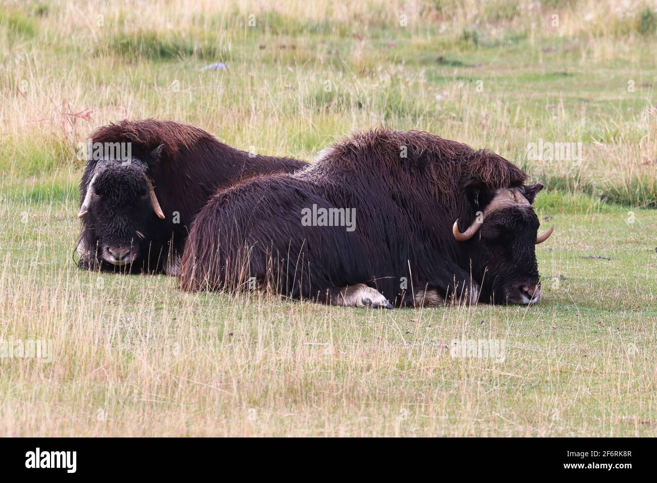 Muskoxen hi-res stock photography and images - Alamy