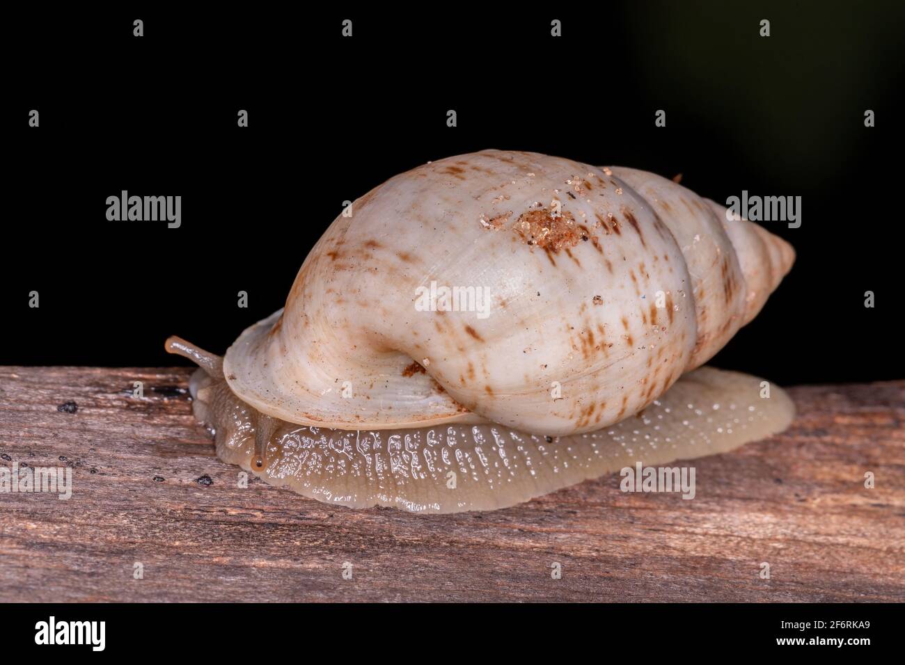 Drymaeus High Resolution Stock Photography and Images - Alamy