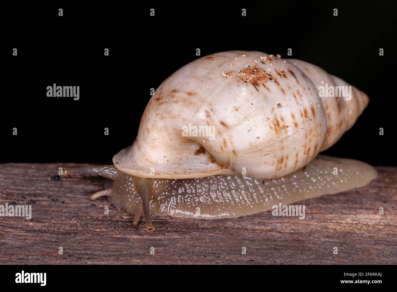 Drymaeus High Resolution Stock Photography and Images - Alamy