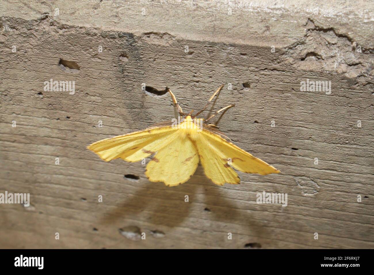 Brown moth with yellow spots hi-res stock photography and images - Alamy