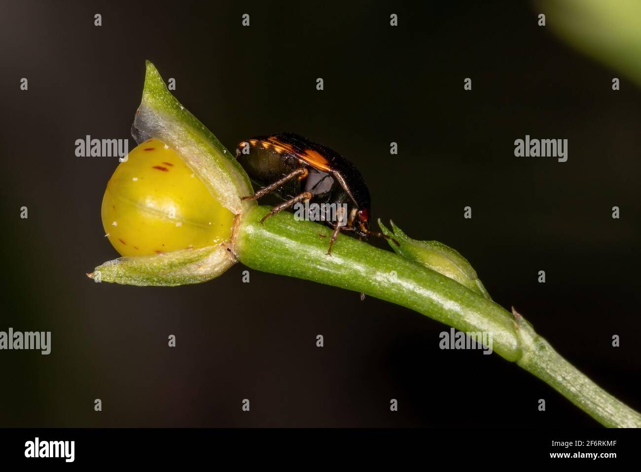 Adult Ebony Bug of the Genus Galgupha Stock Photo - Alamy
