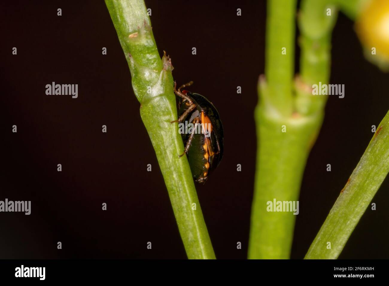 Adult Ebony Bug of the Genus Galgupha Stock Photo - Alamy