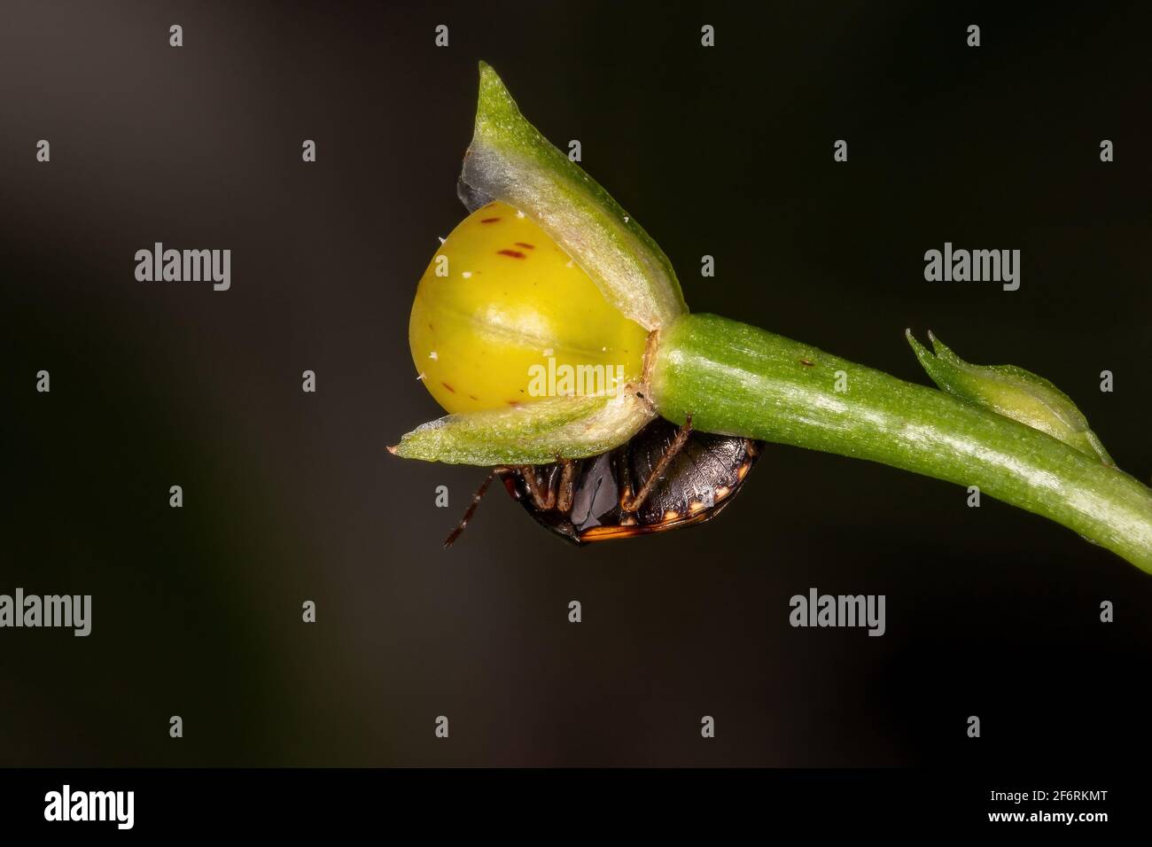 Adult Ebony Bug of the Genus Galgupha Stock Photo - Alamy