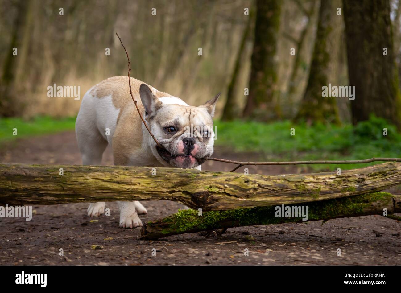 french bulldog has a branch in its mouth near a tree stump on a forest ...
